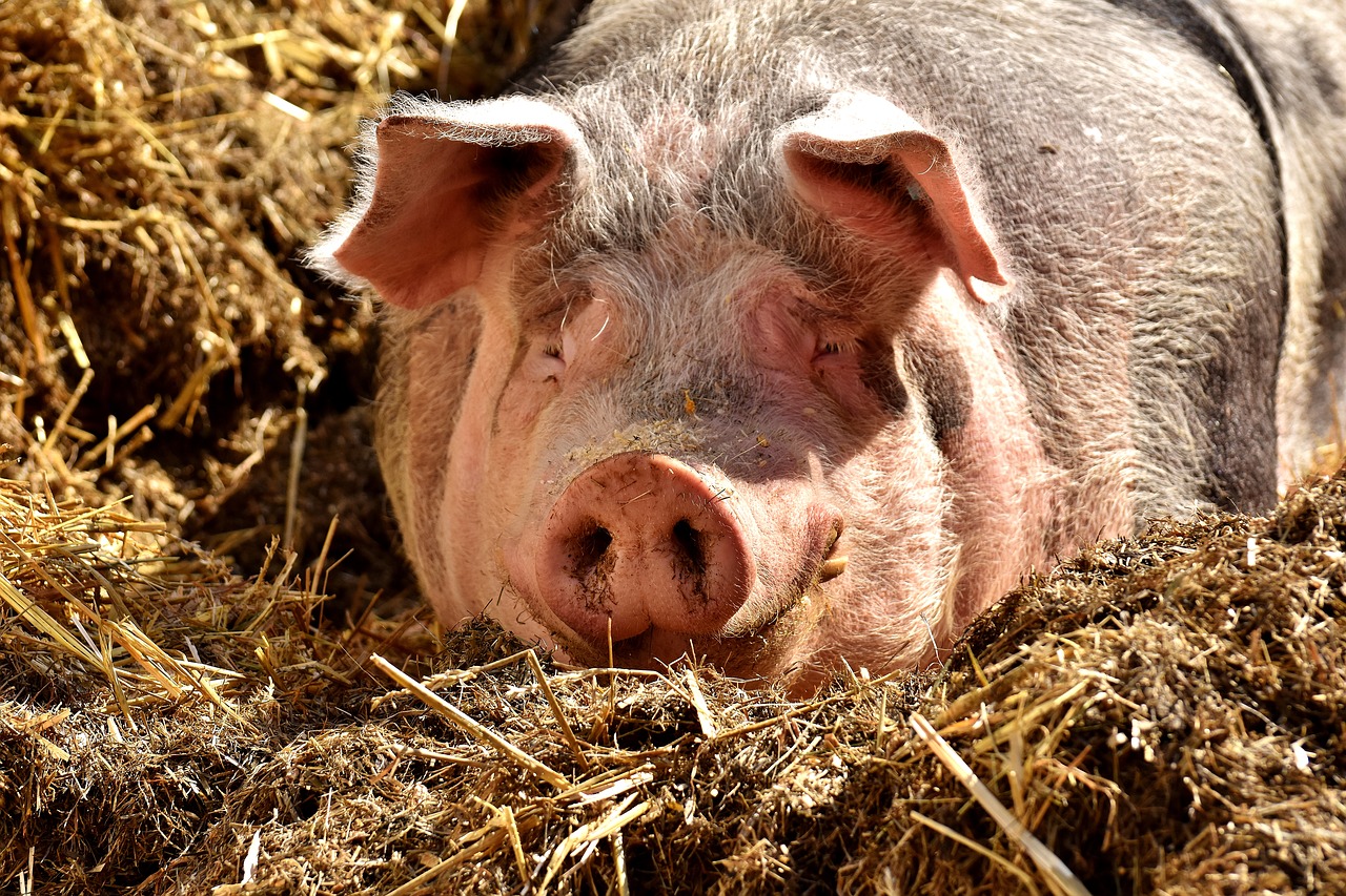 French swine production outlook for 2023 - Swine news - pig333, pig to ...