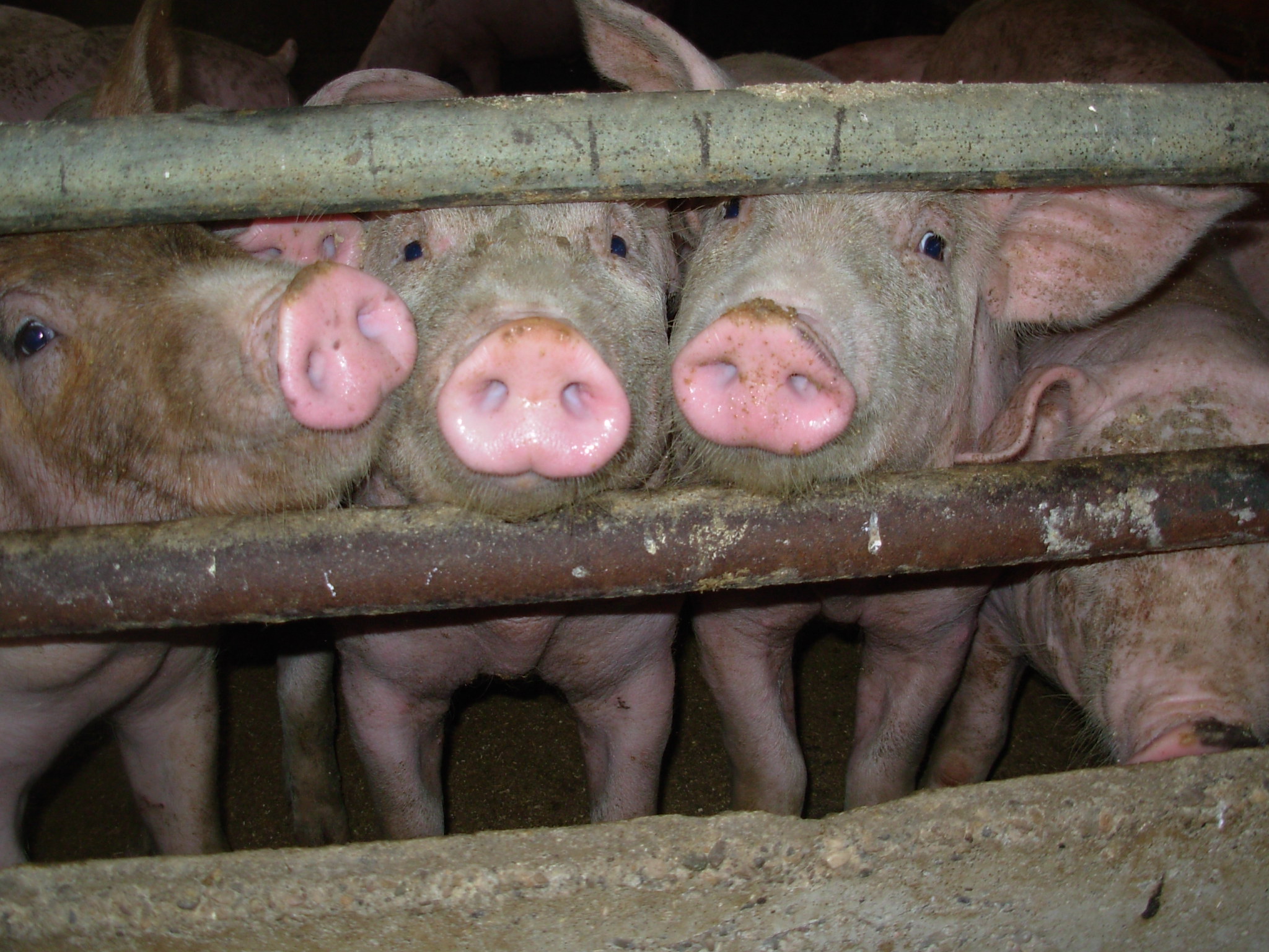 Buy-out scheme for pig farms approved in Belgium - Swine news - pig333 ...