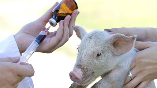 Cross-border work on veterinary drugs - Swine news - pig333, pig to ...