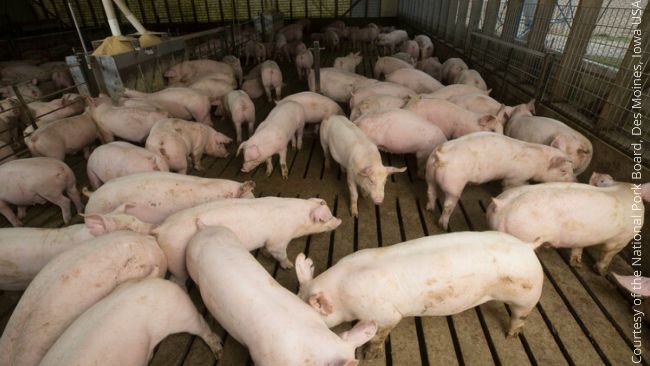 Australian pork production to increase in 2024 - Swine news - pig333 ...