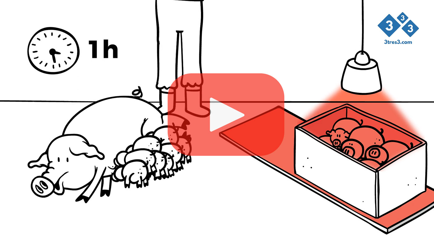 Split suckling: The importance of the first few hours - Articles ...