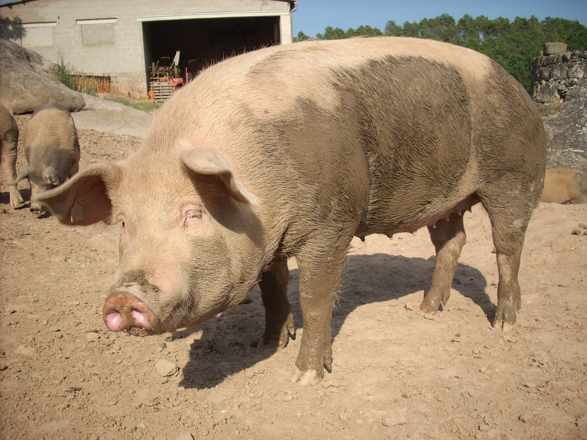 Denmark: Hobby farmers urged to prevent African swine fever - Swine ...