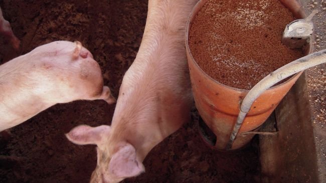 Belgium sees lowest pig slaughter in 30 years - Swine news - pig333 ...