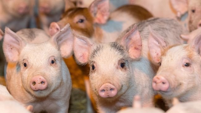 2022 Cargill Global Mycotoxins Survey Overview - Press releases from ...