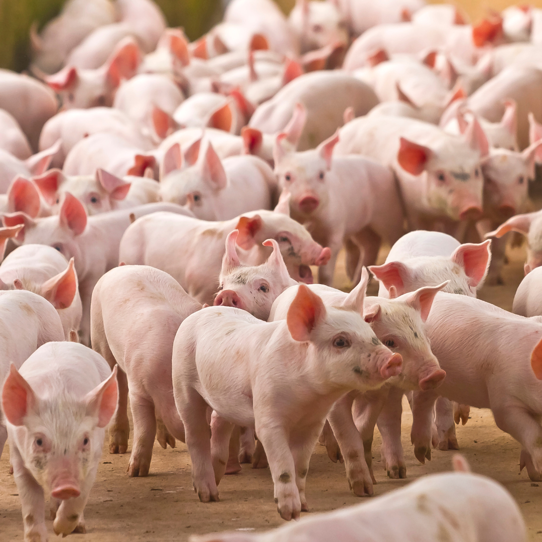 Mato Grosso do Sul to increase sow numbers by 50% in three years ...