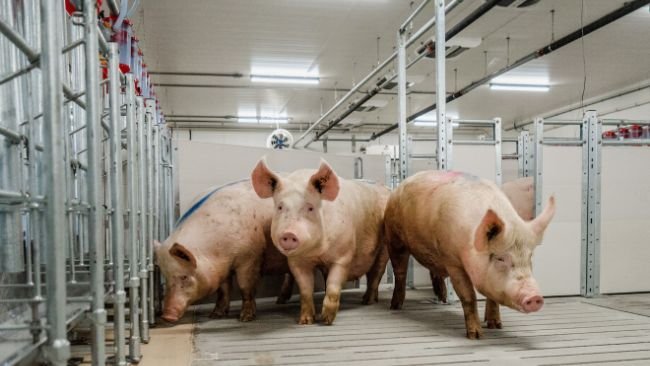 Topigs Norsvin opens Innova Canada - Press releases from the swine ...