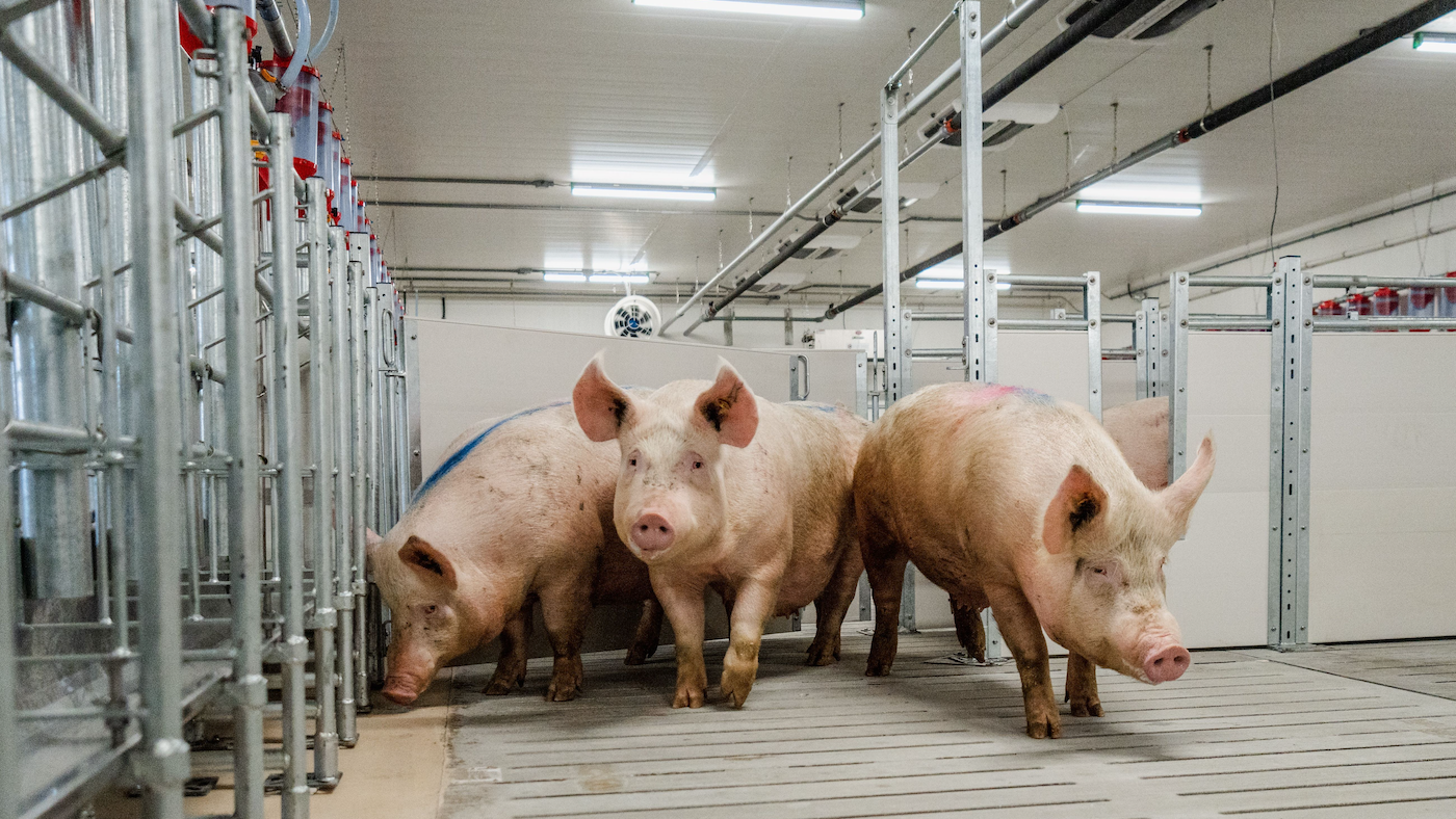 Topigs Norsvin: First animals arrived at Innova Canada - Press releases ...