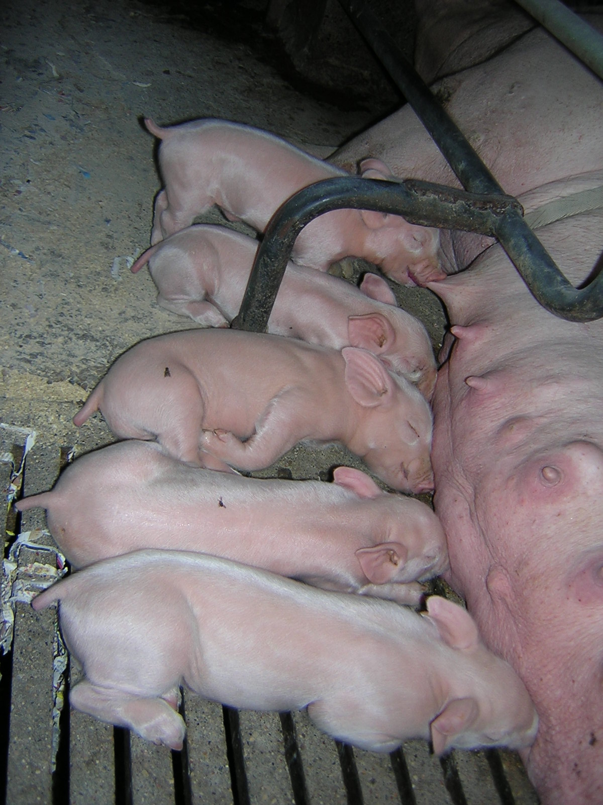Belgium: Farmers can now administer anesthesia for piglet castration ...