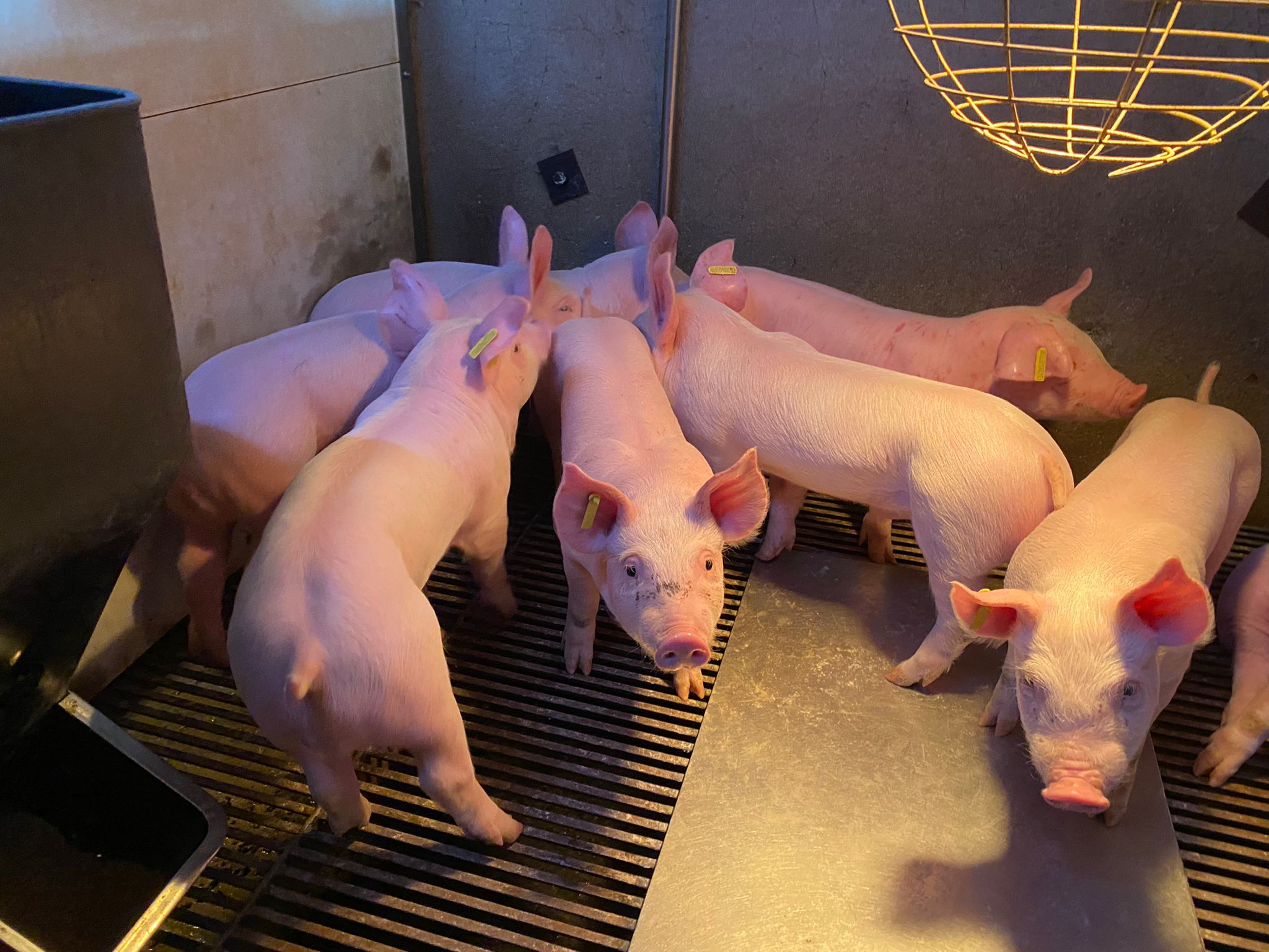 Belgium: Farm buy-out scheme deadline extended - Swine news - pig333 ...