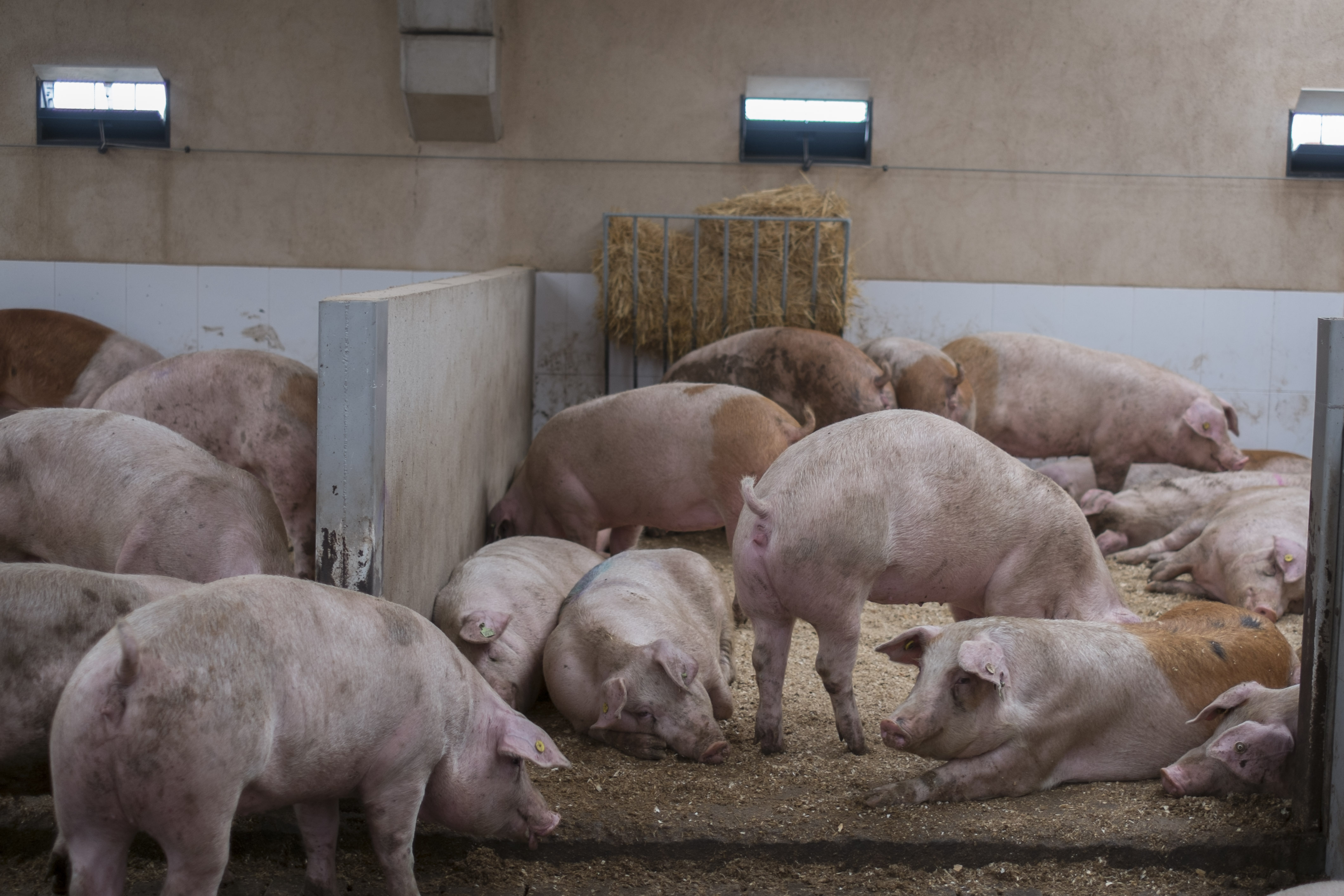 Proposition 12 upheld in U.S. Supreme Court - Swine news - pig333, pig ...