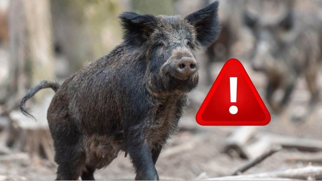 Italy confirms first ASF case in Calabria - Swine news - pig333, pig to ...