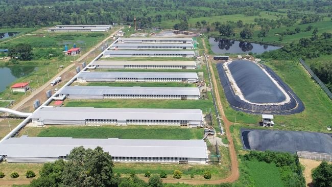 CP Foods implements technology for safe, efficient pork production ...
