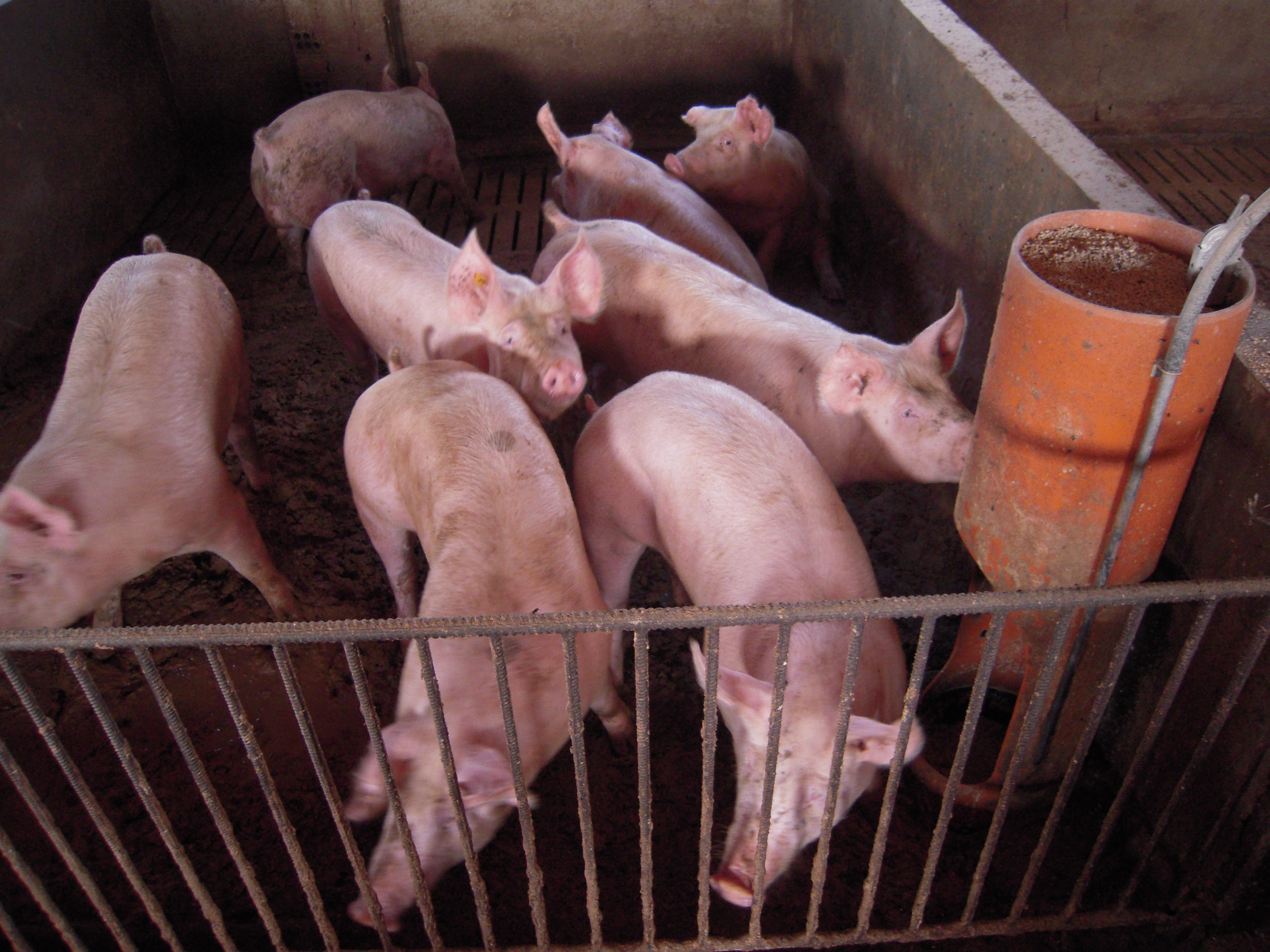 EFSA’s StopASF campaign extended - Swine news - pig333, pig to pork ...