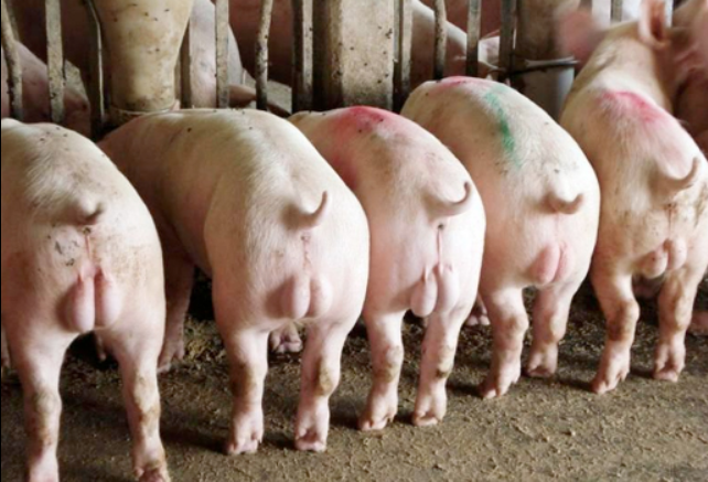 Uncastrated male pigs can be slaughtered in Denmark - Swine news ...