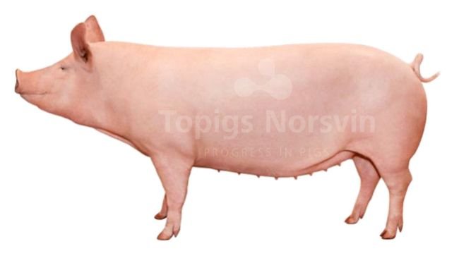 Genetics and reproduction - pig333, pig to pork community