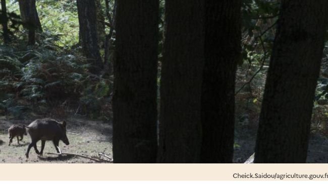 First case of ASF in domestic pigs in Lombardy, Italy - Swine news ...