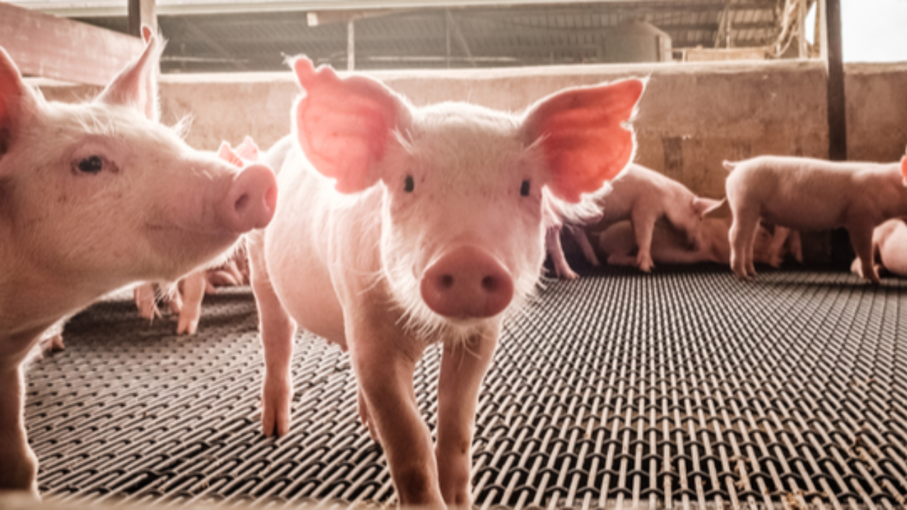Rabobank: World Pig Farming Third Quarter 2023 - Swine news - pig333 ...