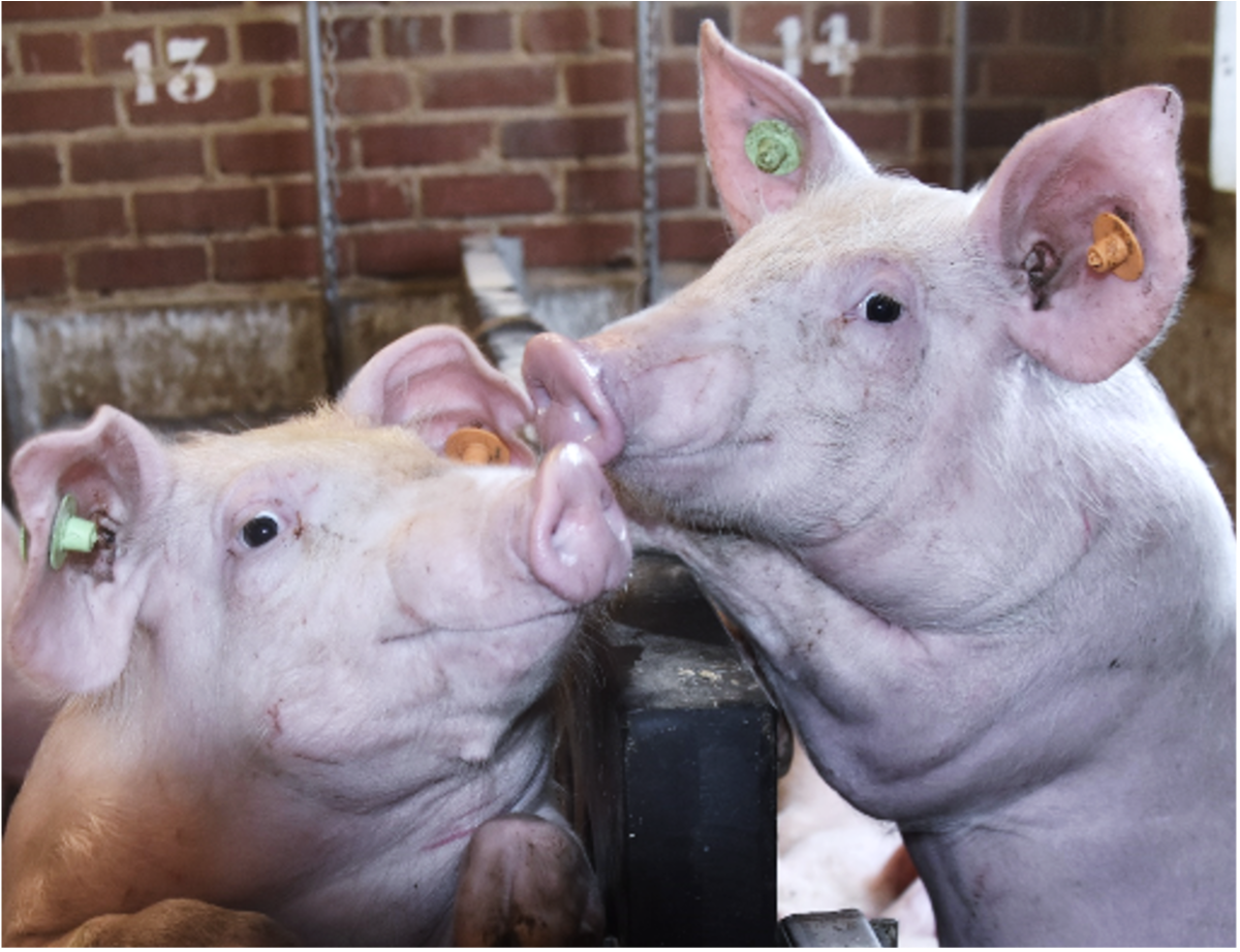 Free access to top-quality pig research installations? Yes, you can ...