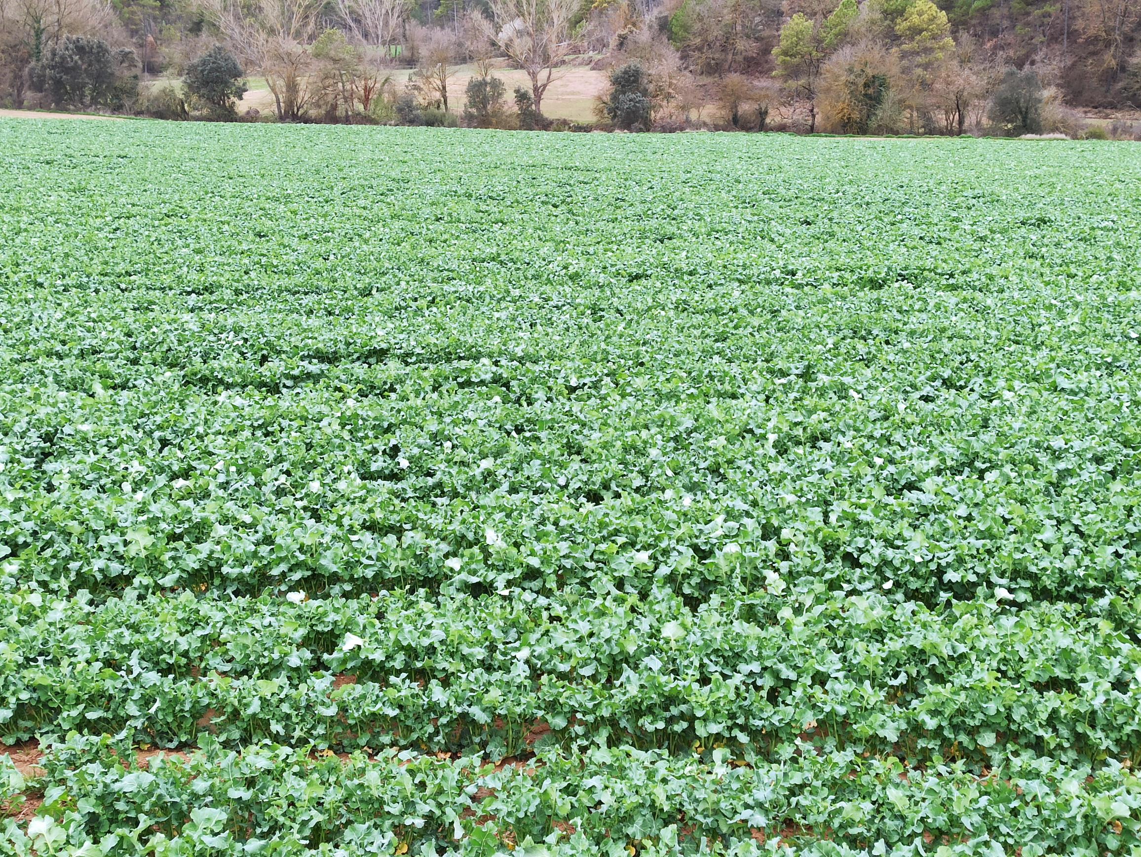 A look at current crop conditions around the world - Swine news ...