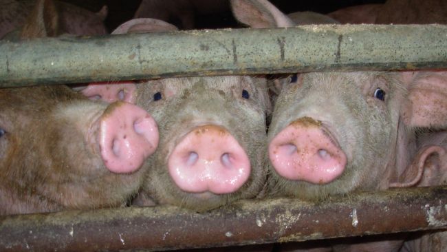 Uncastrated male pigs can be slaughtered in Denmark - Swine news ...