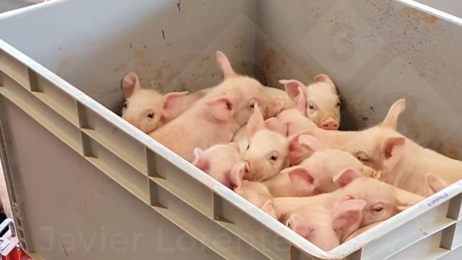 Management - pig333, pig to pork community