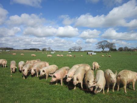 UK gains access to California pork market with Prop 12 certification ...