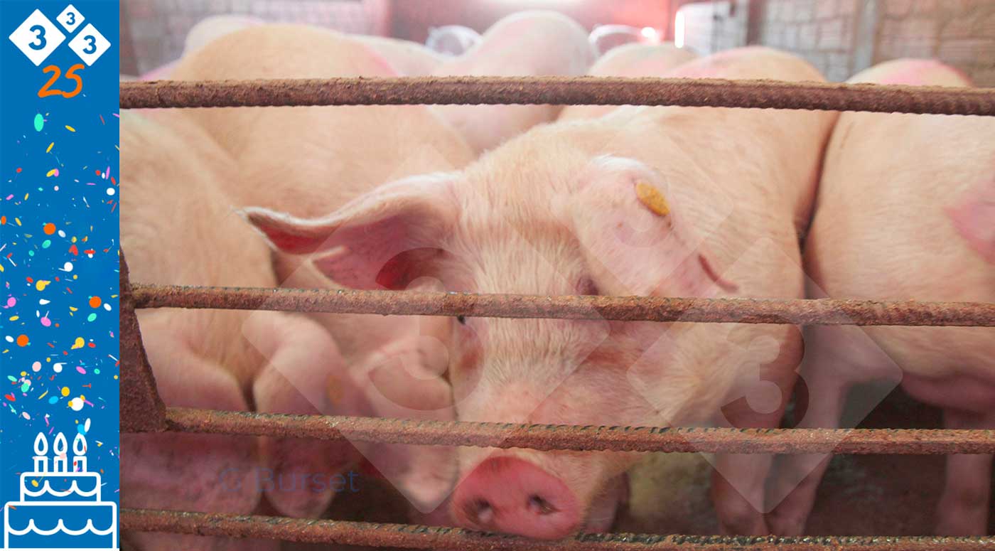 Reflecting on 20 years of PRRS - Articles - pig333, pig to pork community