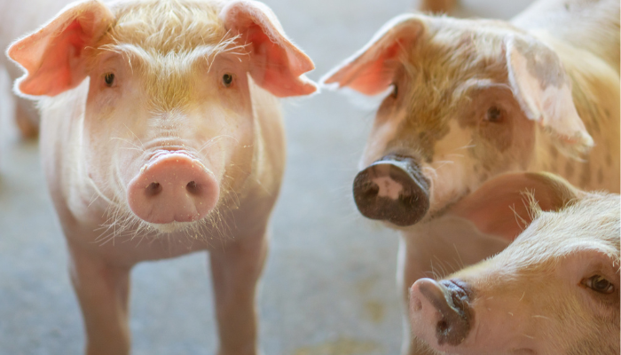 New markets open for Brazilian pork products in Japan - Swine news ...