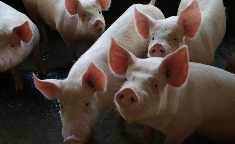Santa Catarina pork exports up 21% in November - Swine news - pig333 ...
