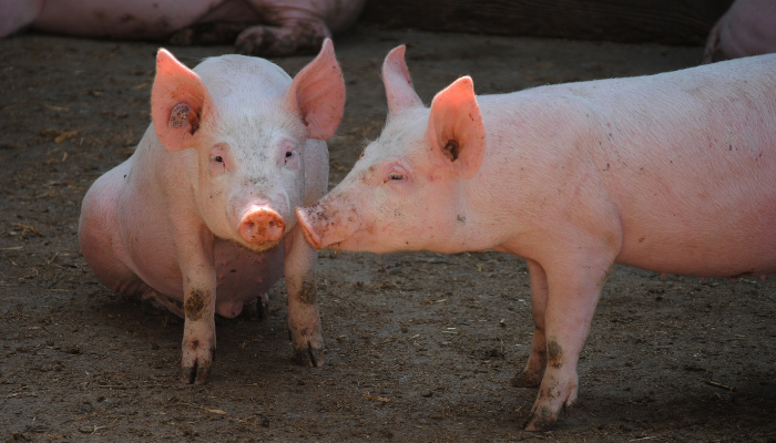 Brazil sees record third quarter pig slaughter - Swine news - pig333 ...