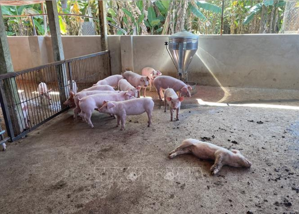 Vietnam: Lang Son has not yet controlled African swine fever - Swine ...