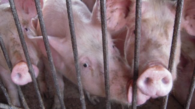 First reported case of African swine fever in Albania - Swine news ...