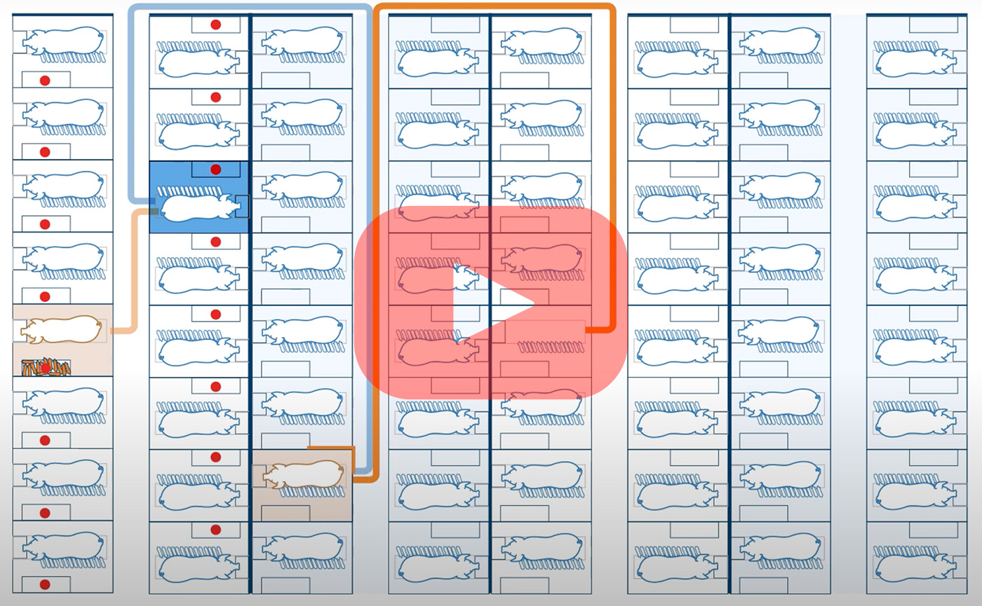 Cross fostering and nurse sows (II): How to move sows and piglets ...