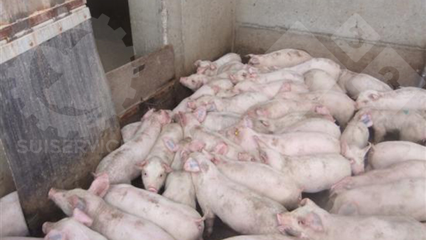 Tip for closing the passage between the indoor and outdoor pens ...