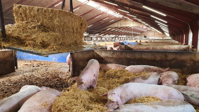 New pig welfare initiatives come into effect in Denmark - Swine news ...