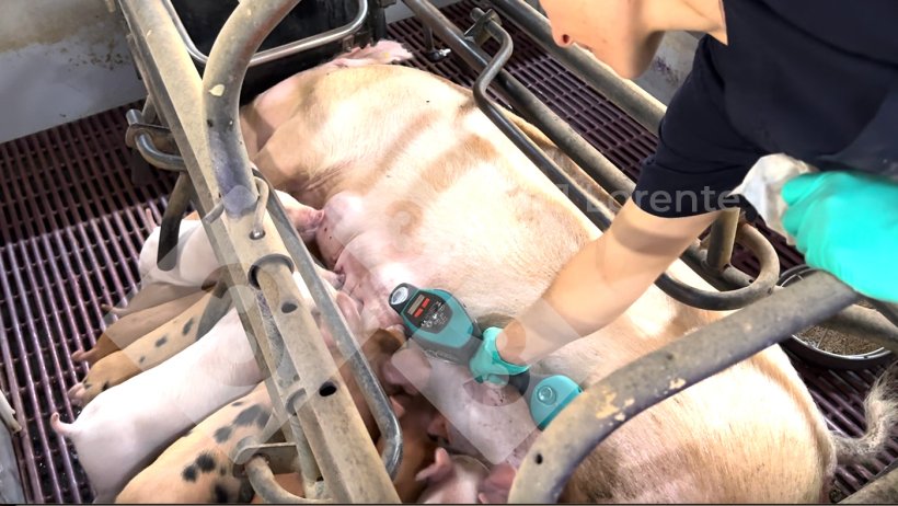 On-farm vaccine handling (III): Administration - Articles - pig333, pig ...