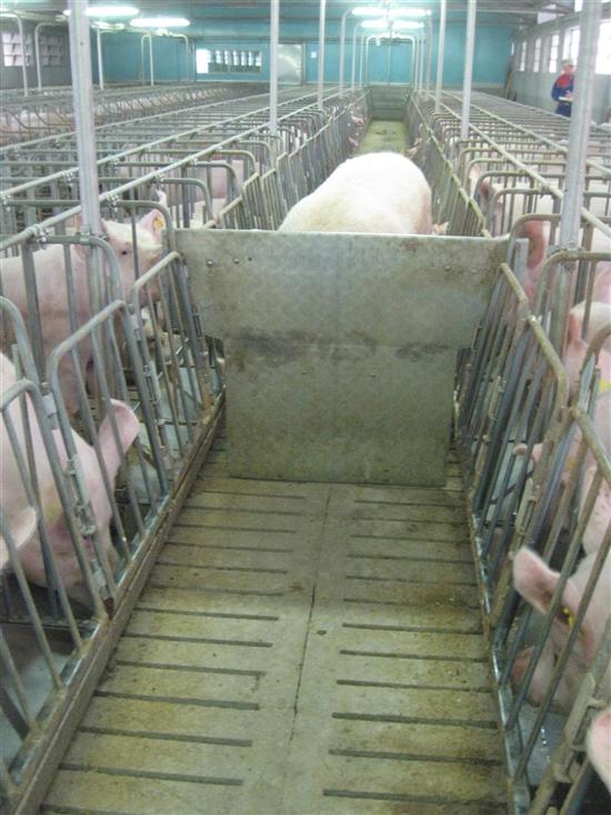 Tip: Panel to block the aisles during heat checking - Articles - pig333 ...