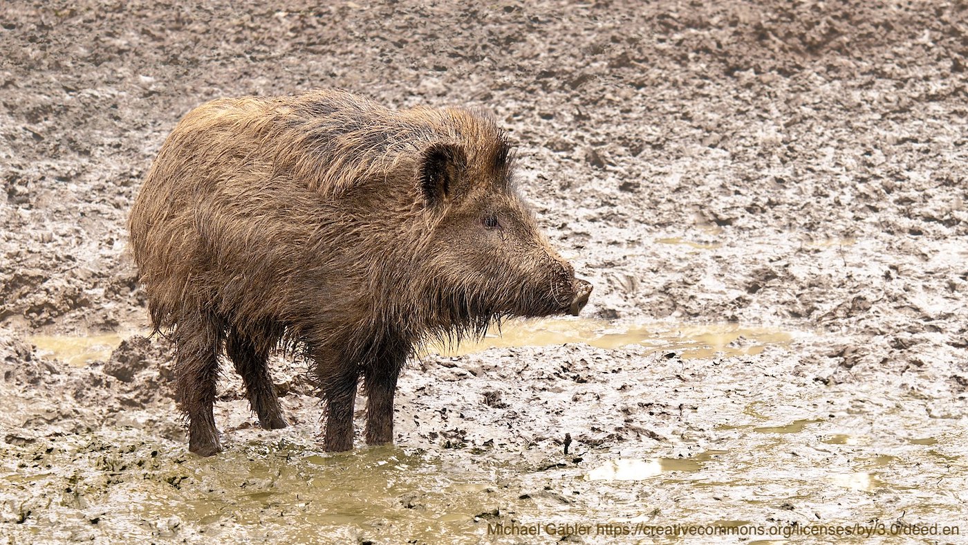 Belgium: Growing numbers of wild boars - Swine news - pig333, pig to ...