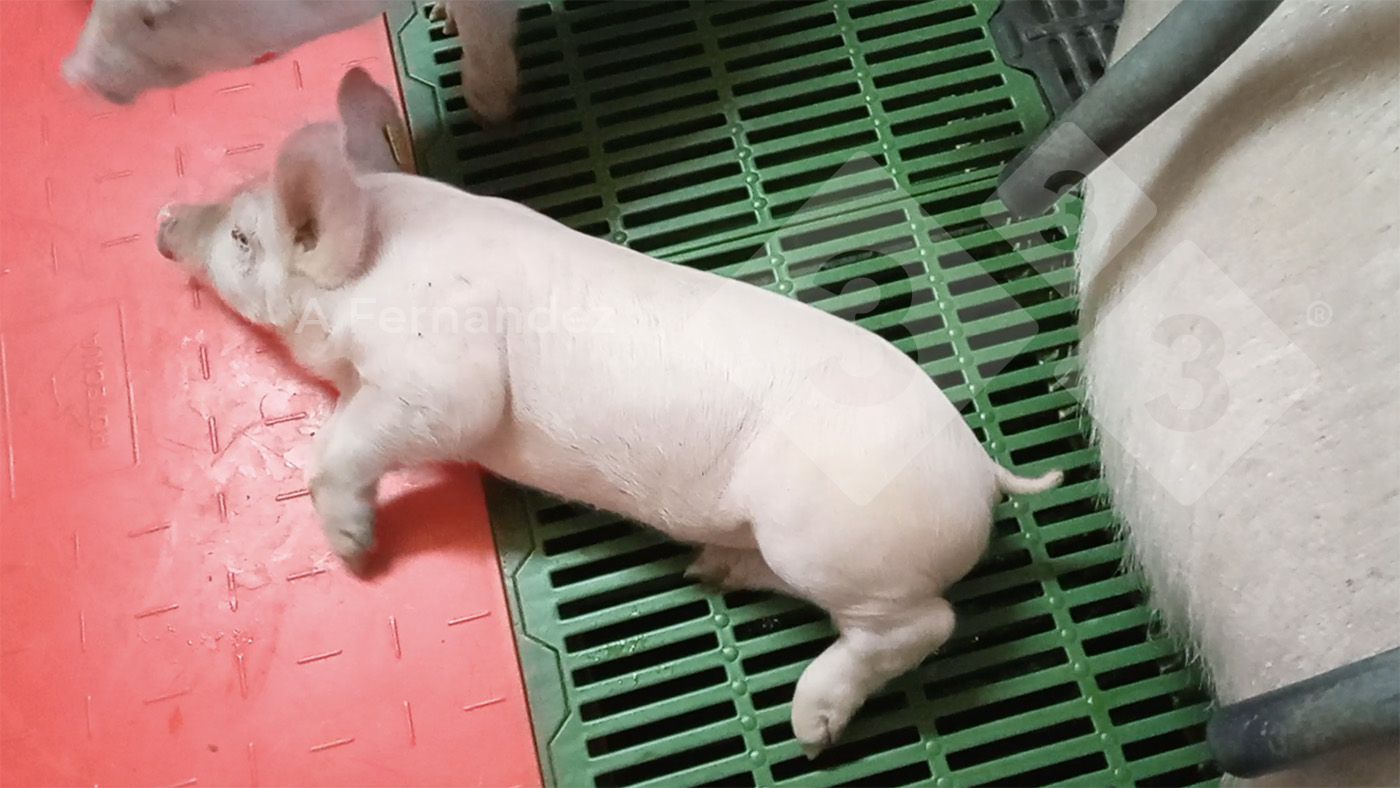 Controlling streptococcal infections on a sow farm - Articles - pig333 ...