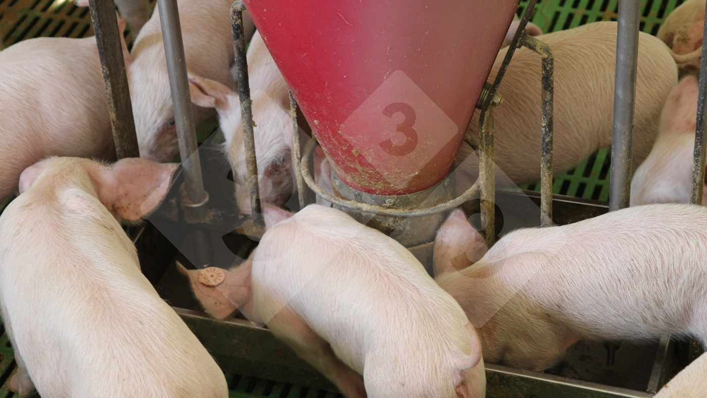 Effect of postweaning feed intake in piglets - Articles - pig333, pig ...