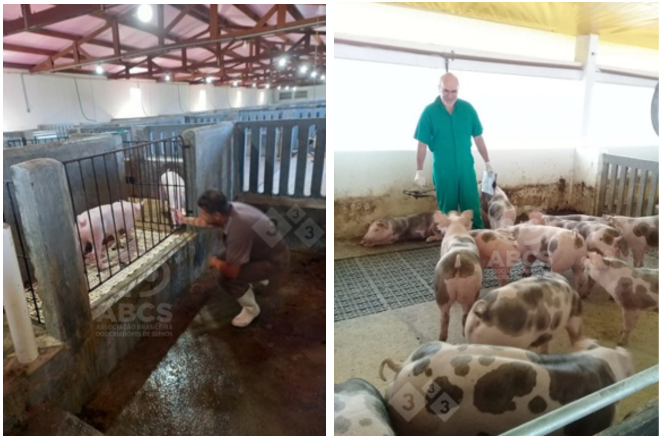 Quarantine station in Cananéia: Importing breeding pigs into Brazil ...
