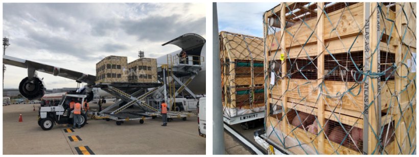 Quarantine station in Cananéia: Importing breeding pigs into Brazil ...