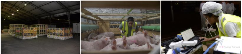 Quarantine station in Cananéia: Importing breeding pigs into Brazil ...
