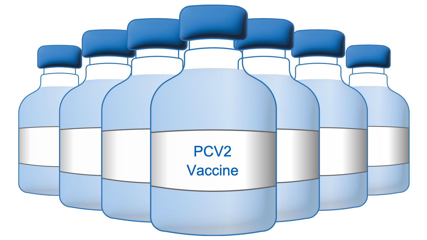 PCV2 vaccines - Articles - pig333, pig to pork community