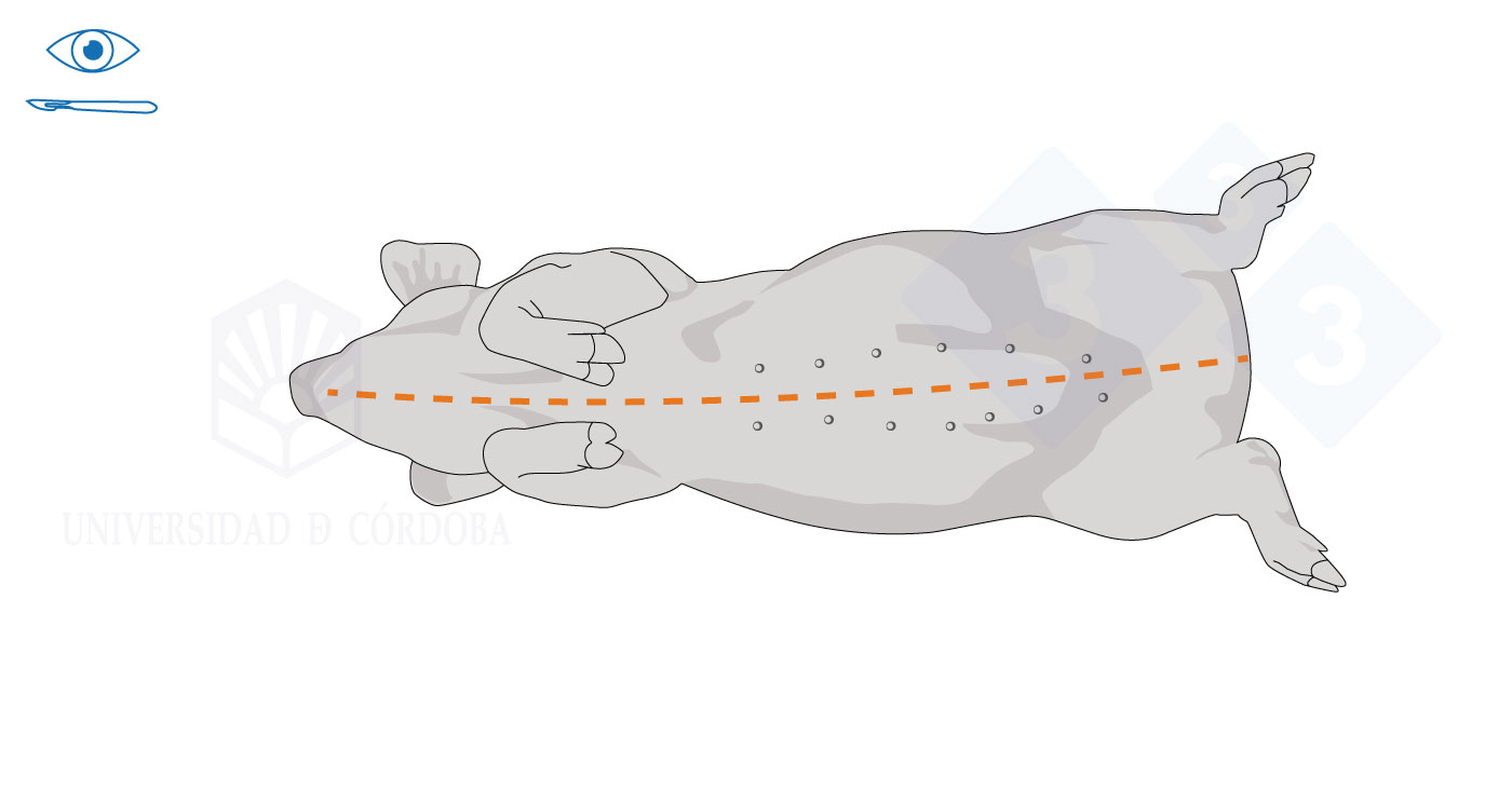 Necropsy manual: Necropsy of a piglet in the supine position - Articles ...