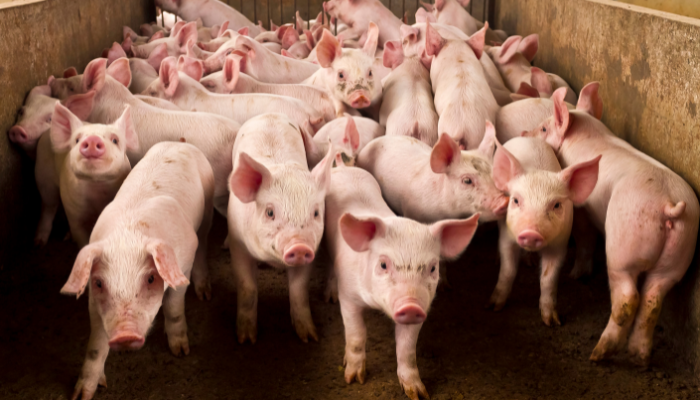 Brazilian pork production decreases in first quarter of 2024 - Swine ...