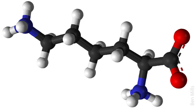 Lysine as an ingredient in pig feed - Articles - pig333, pig to pork ...