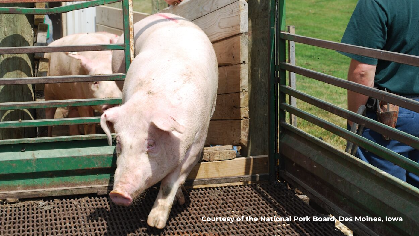 The Netherlands seeks to ban use of electric prods in livestock - Swine ...