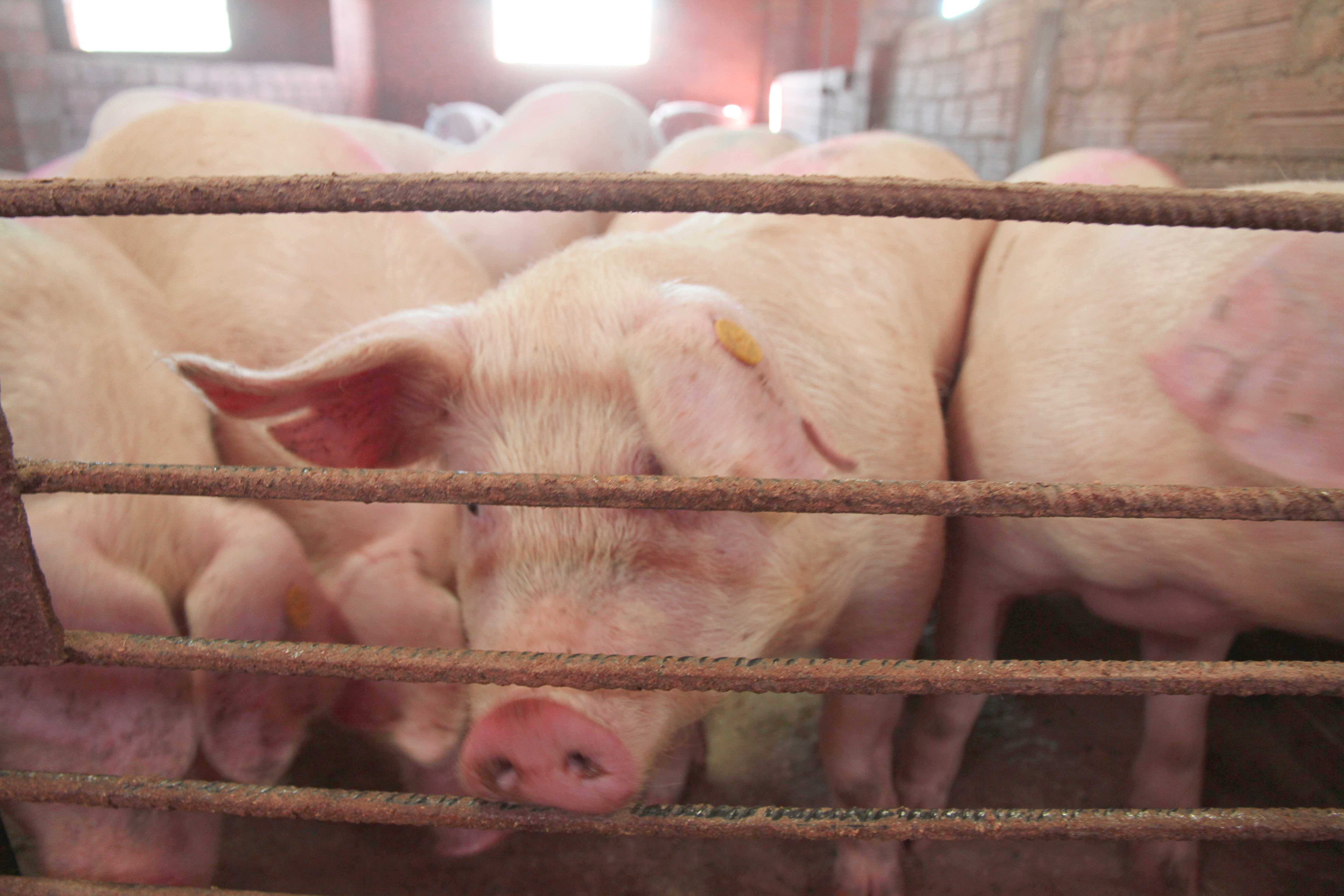 Belgian pig production falls to lowest level in decades - Swine news ...