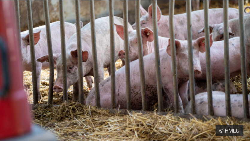 New case of ASF in domestic pigs in Hesse, Germany - Swine news ...